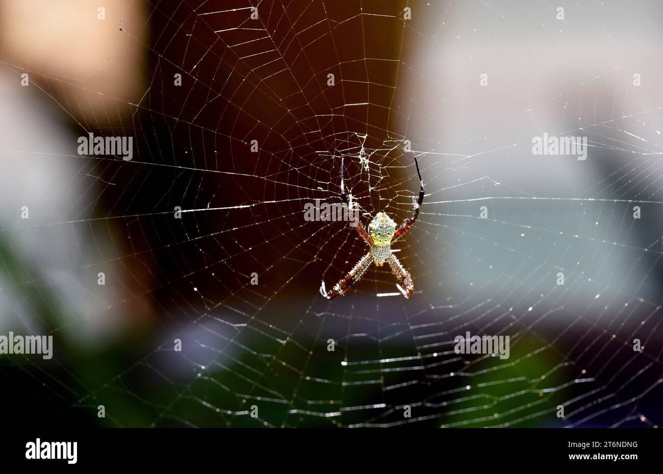 Small wild spider hanging on his web Stock Photo - Alamy