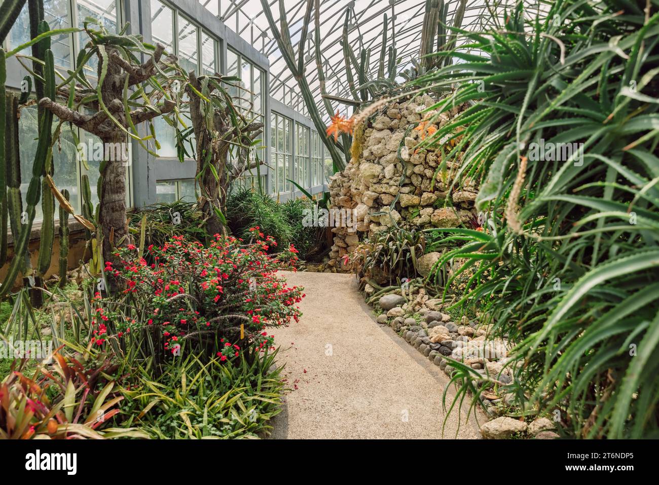 Cactus and succulent garden under glass house in Bali botanic garden ...