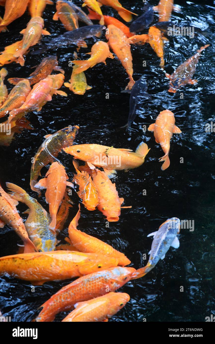 Group of orange, yellow Koi Fish, swimming at the fish pond Stock Photo ...