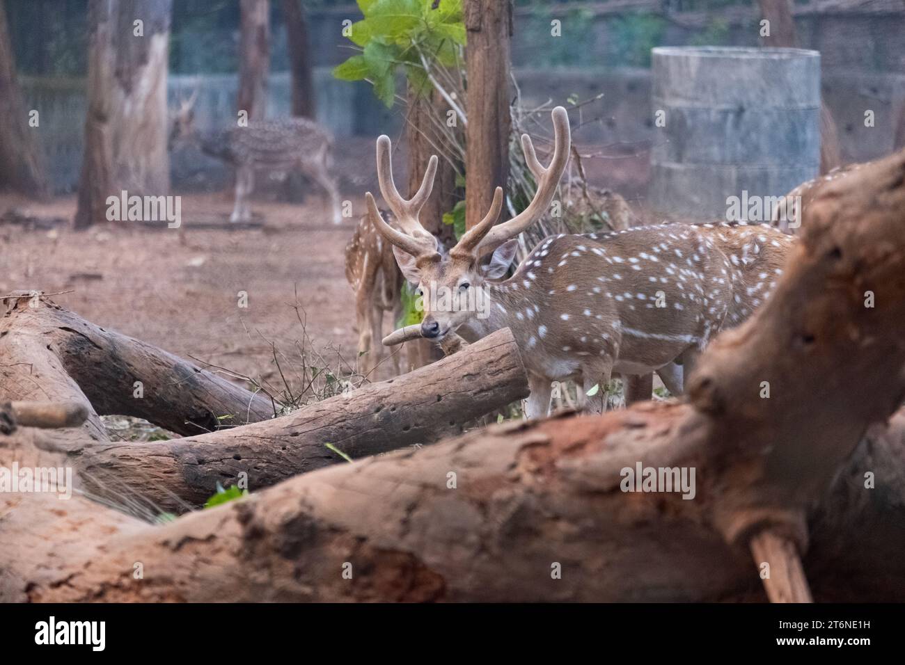 Kuturi Deer Park, Daspalla. The sanctury is home to Spotted deer ...