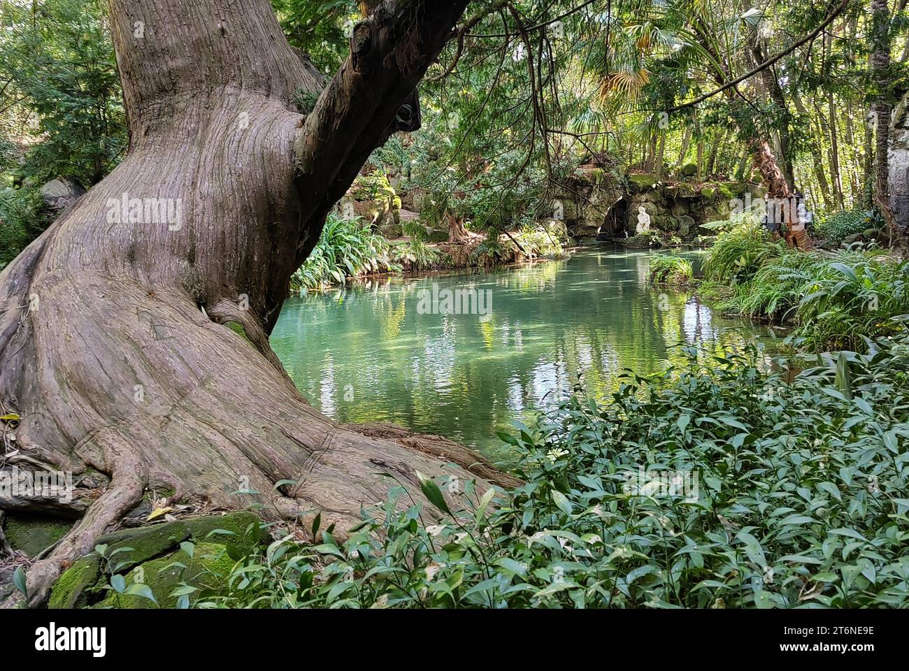 A secular tree in the English Garden of Caserta Royal Palace near the ...