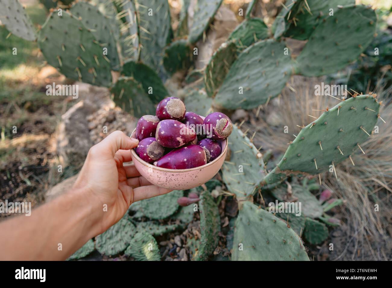 Hand with a plate of ripe cactus fruits. Prickly pear cactus plant with ...
