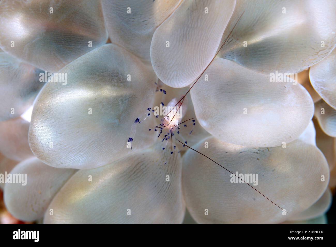 Bubble Coral Shrimp (Vir philippinensis) in a Bubble Coral. Triton Bay ...