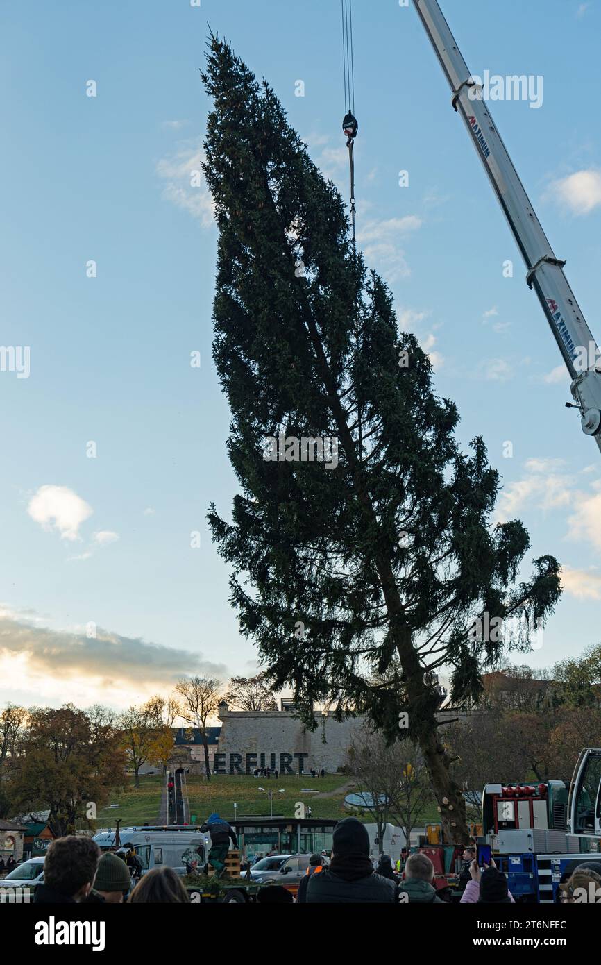 Christmas tree being lifted by crane for the christmas market 2023 in ...
