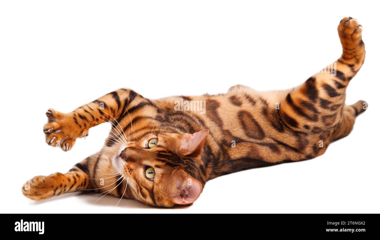 Sprawled out playful male Bengal cat studio portrait isolated on white ...