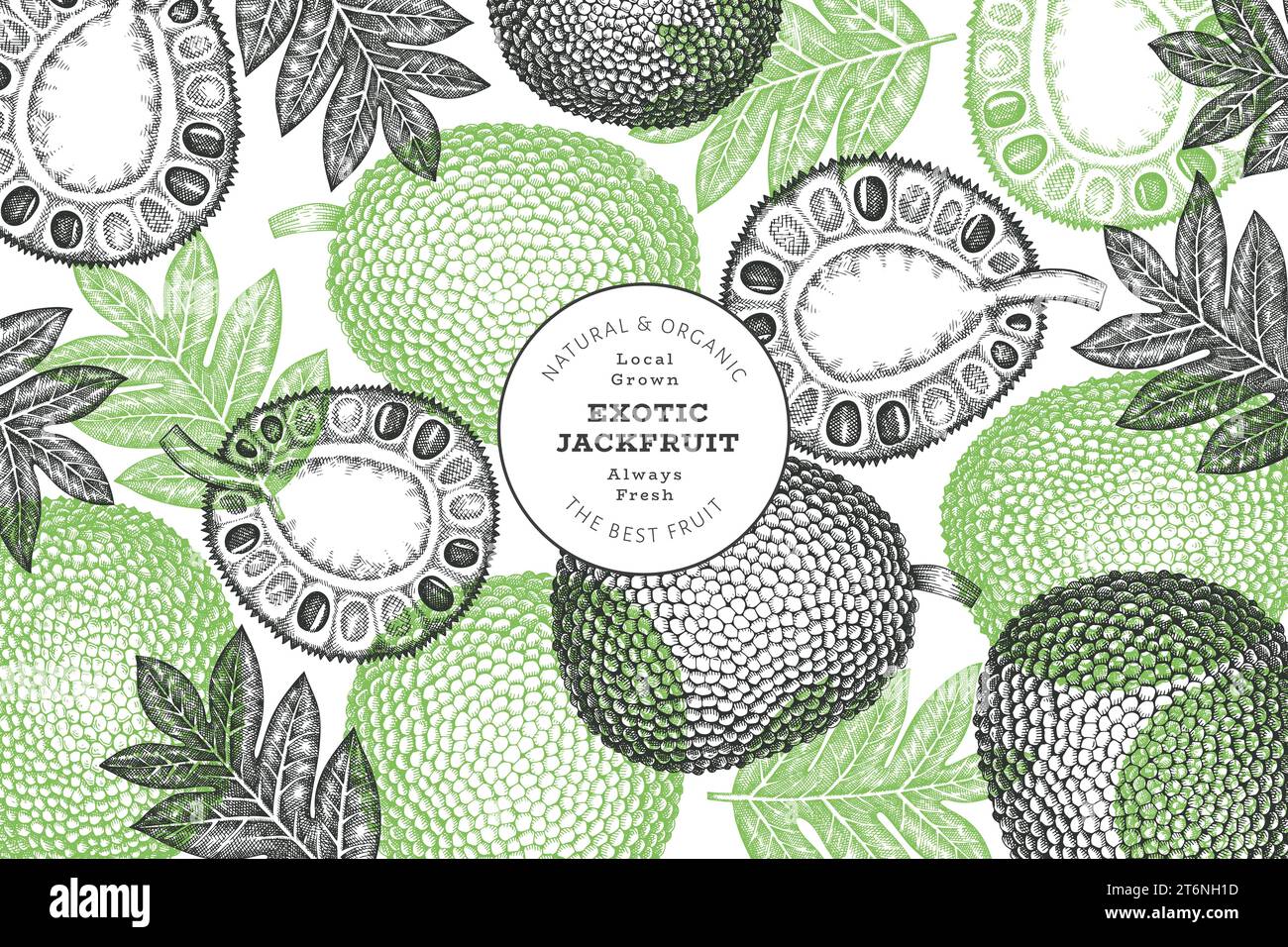 Hand drawn sketch style jackfruit banner. Organic fresh fruit vector ...