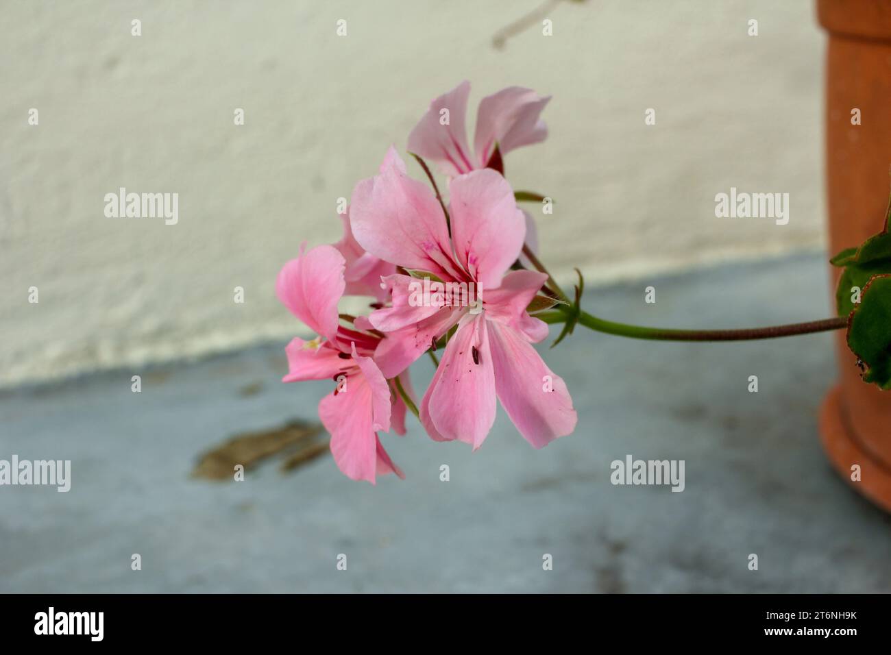 fragile, pink flower in a concrete world Stock Photo - Alamy