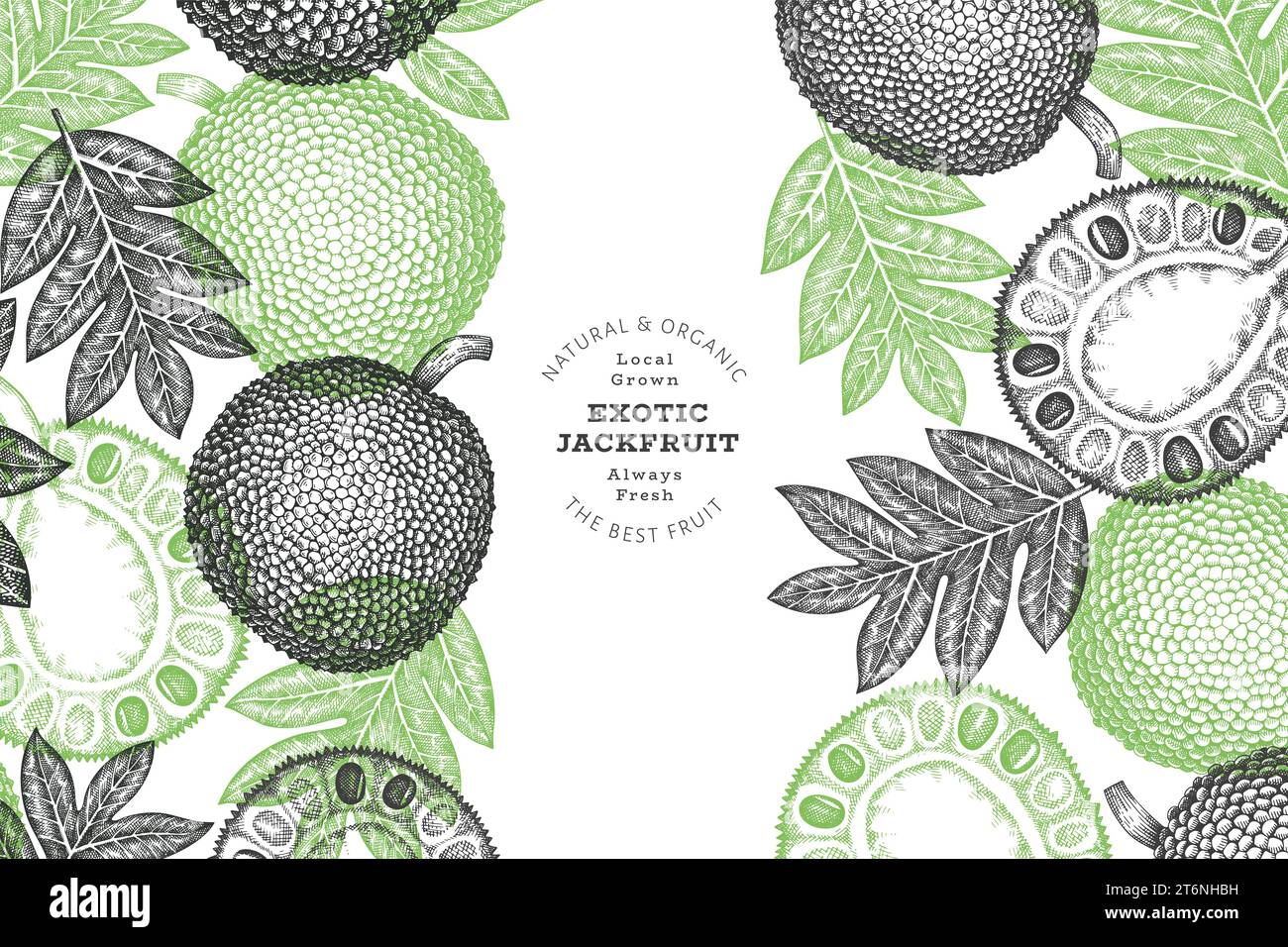 Hand drawn sketch style jackfruit banner. Organic fresh fruit vector illustration. Retro ...