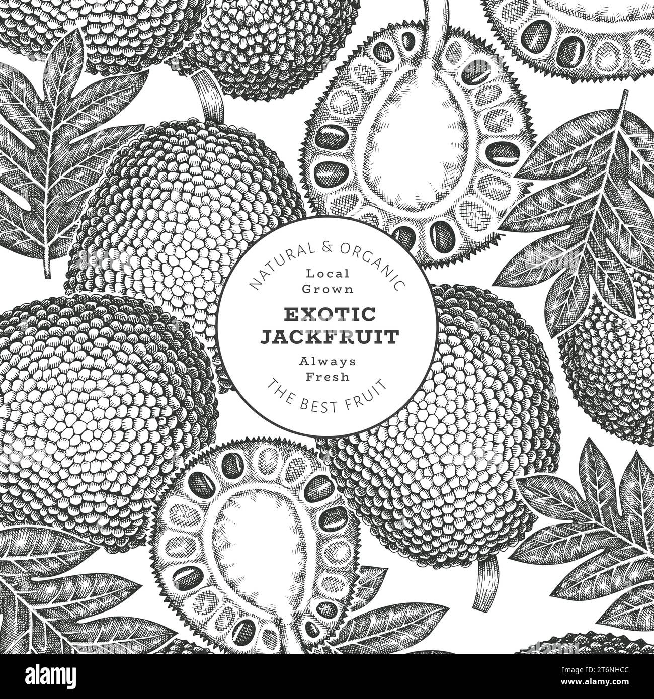Hand drawn sketch style jackfruit banner. Organic fresh fruit vector illustration. Retro ...