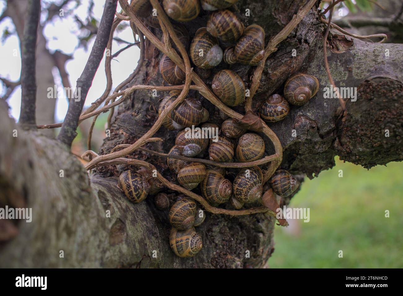 some snails living in community in an apple tree Stock Photo - Alamy