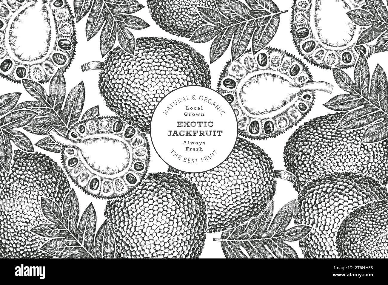 Hand drawn sketch style jackfruit banner. Organic fresh fruit vector ...