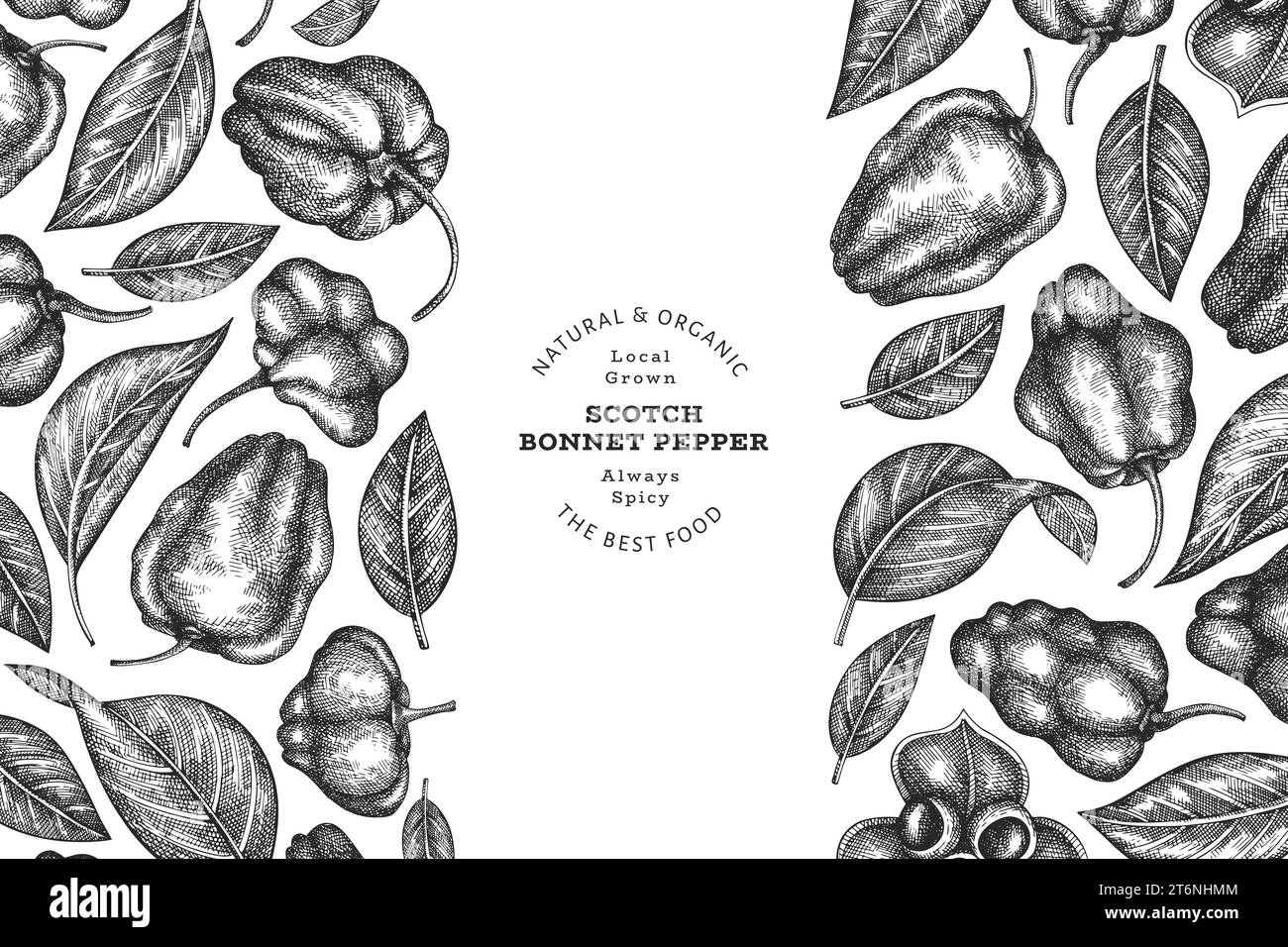 Hand drawn sketch style scotch bonnet pepper banner. Organic fresh ...