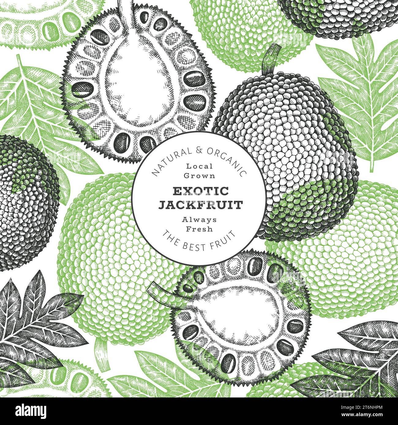 Hand drawn sketch style jackfruit banner. Organic fresh fruit vector illustration. Retro ...