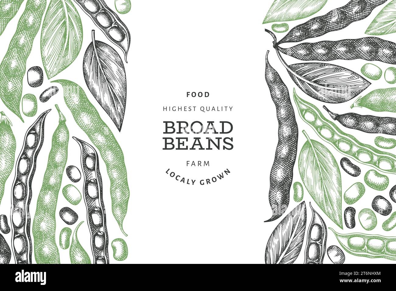Hand drawn broad beans design template. Organic fresh food vector ...