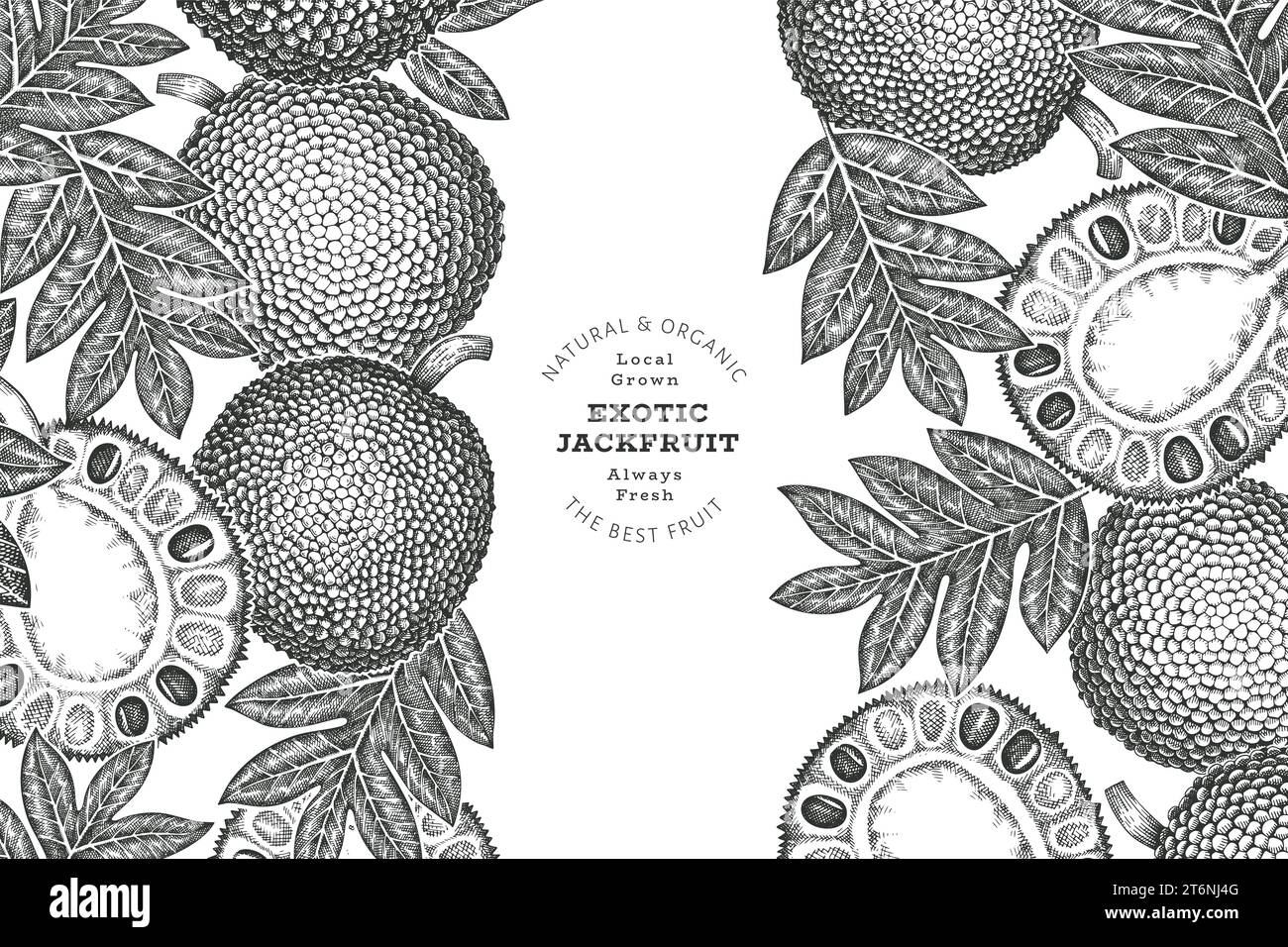 Hand drawn sketch style jackfruit banner. Organic fresh fruit vector ...