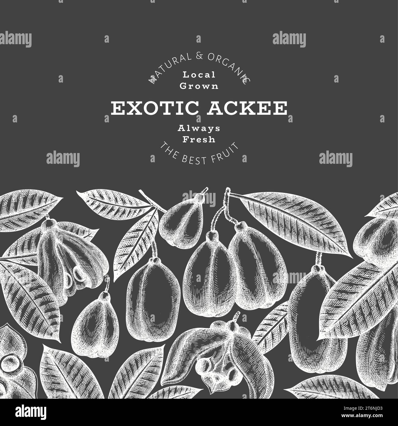 Hand drawn sketch style ackee banner. Organic fresh food vector ...