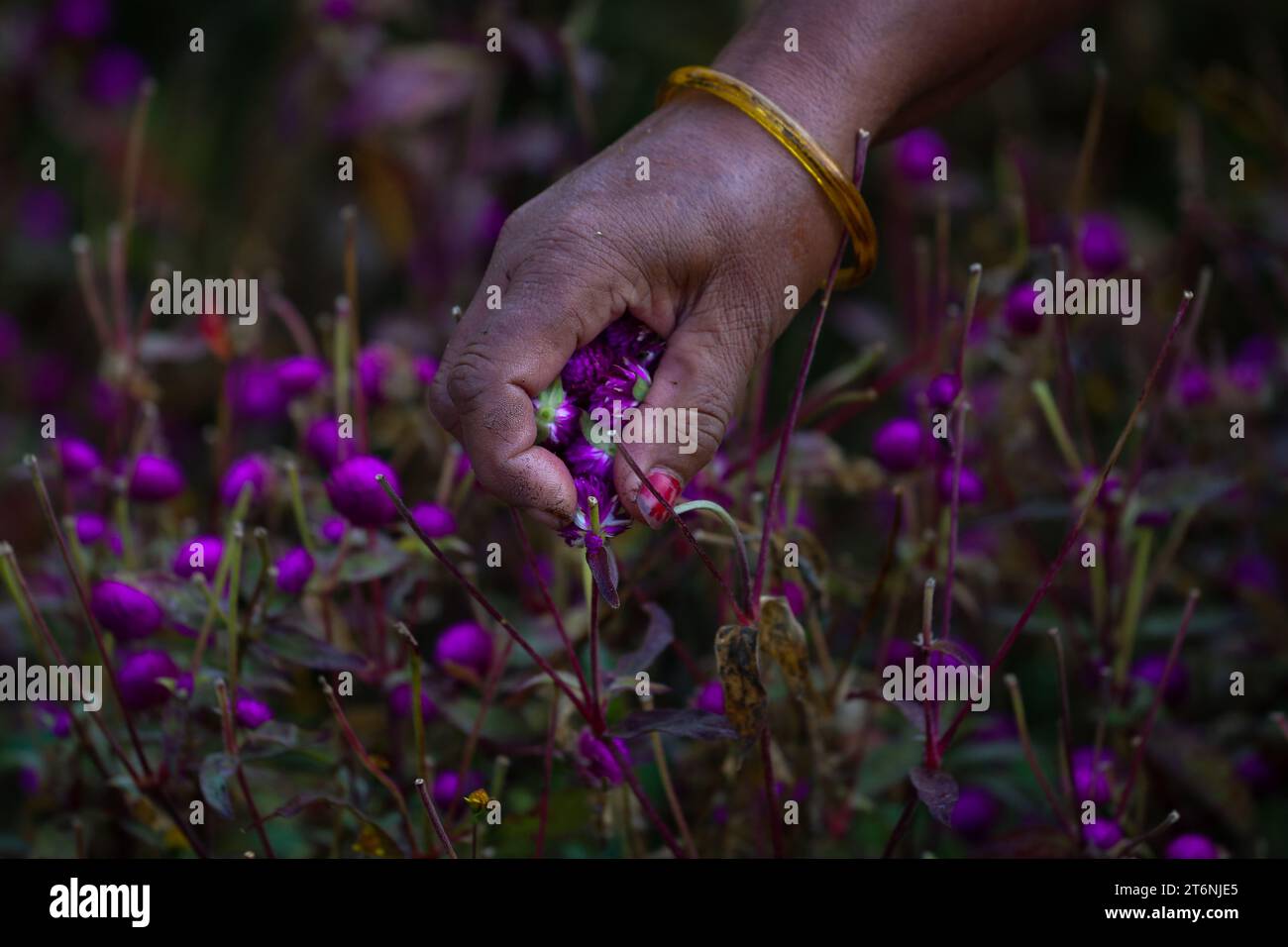 On November 4, 2023, in Bhaktapur, Nepal. Women pluck "makhmali flower ...