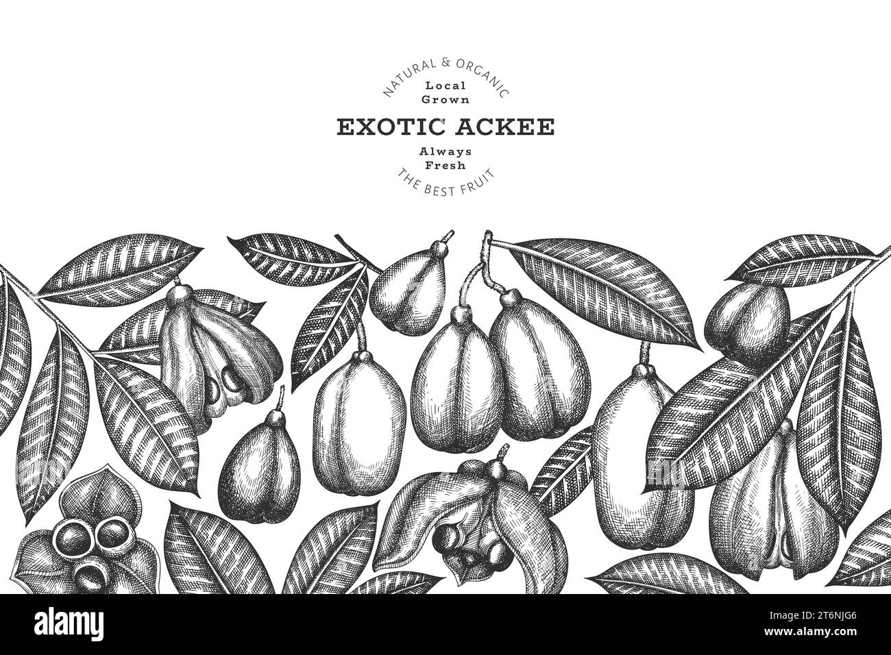Hand drawn sketch style ackee banner. Organic fresh food vector ...