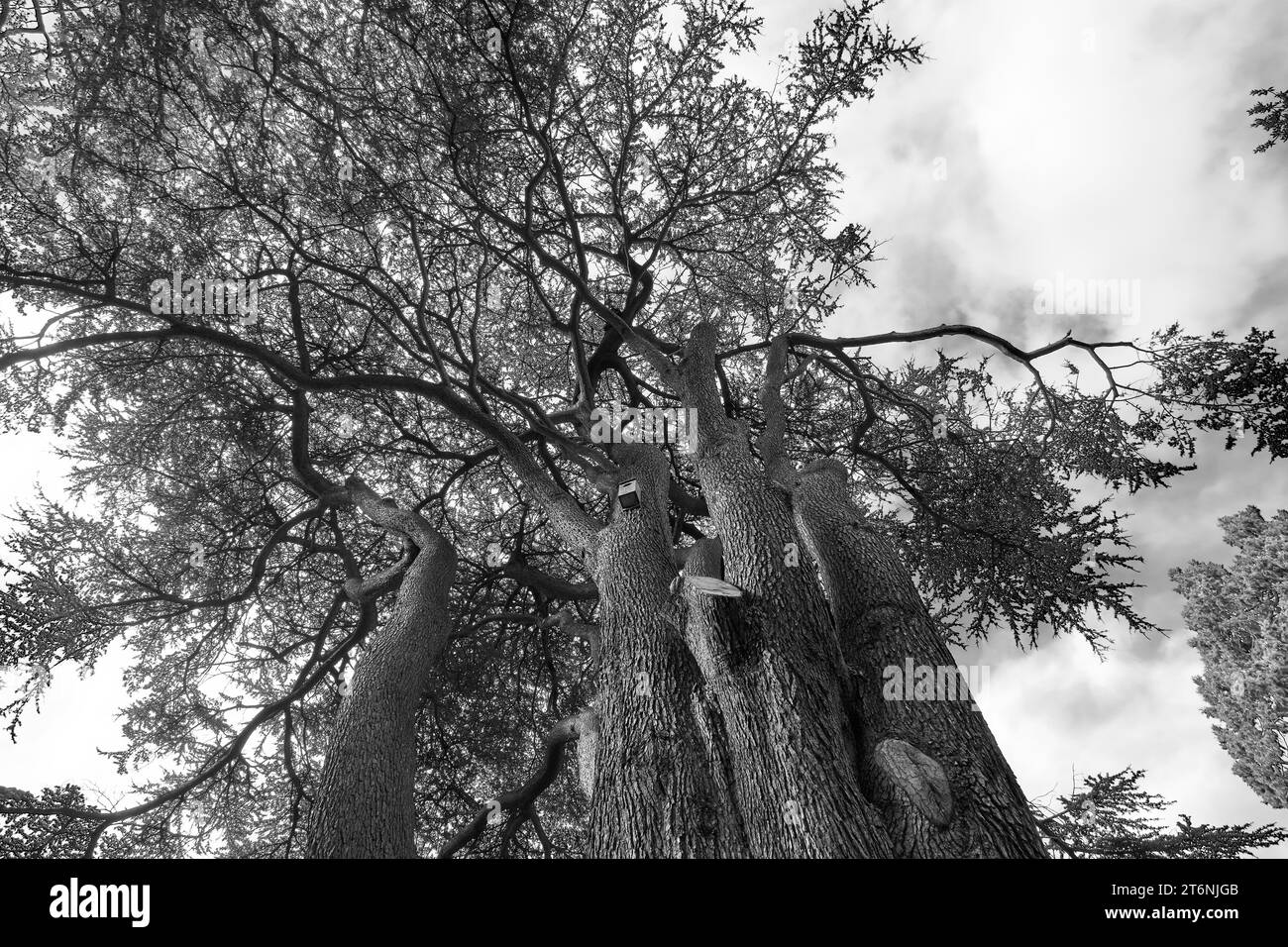 Large green leaves on Black and White Stock Photos & Images - Alamy