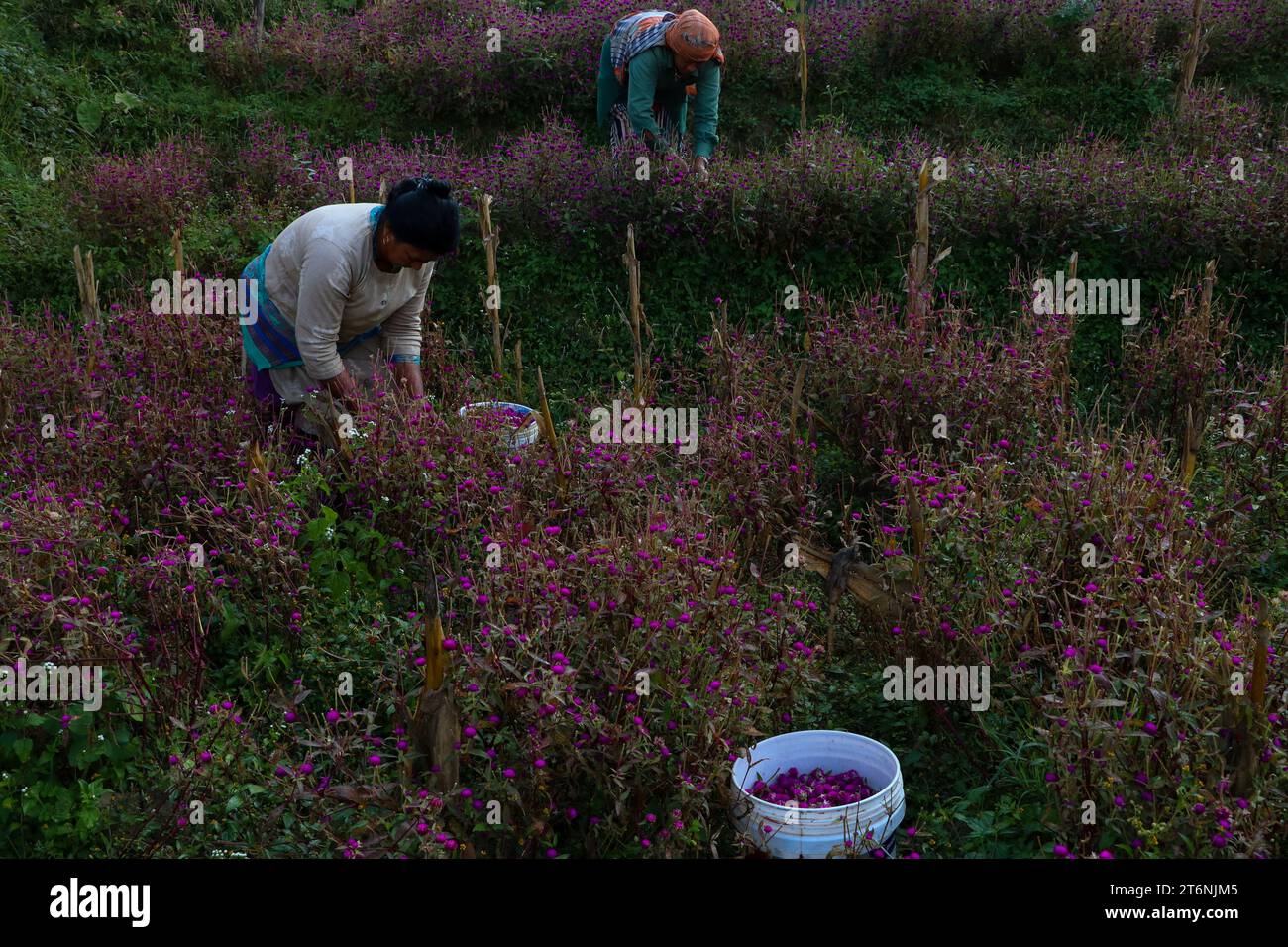 Bhai tika hi-res stock photography and images - Alamy