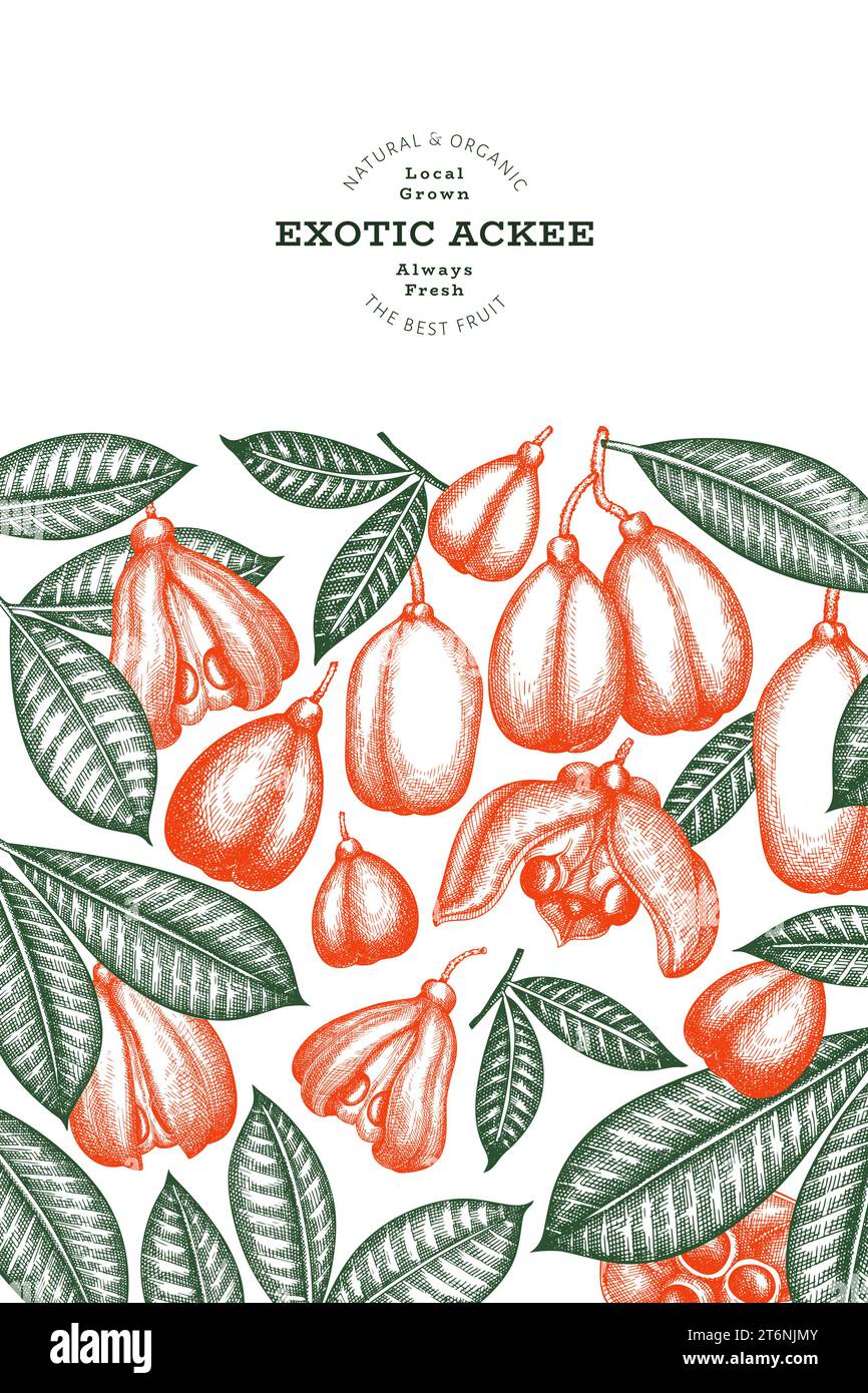 Hand drawn sketch style ackee banner. Organic fresh food vector ...