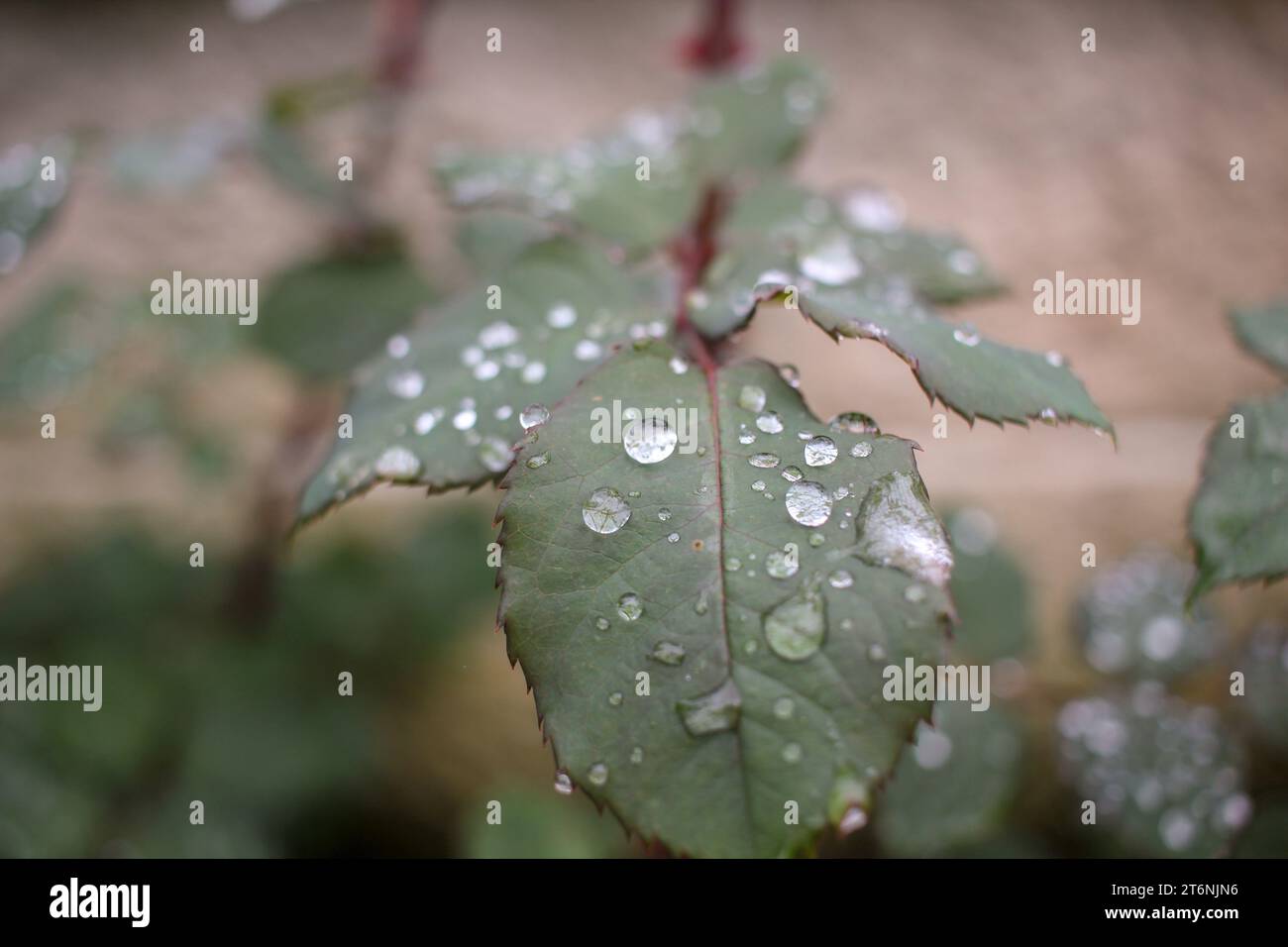 Raindrops on roses green leaf hi-res stock photography and images - Alamy