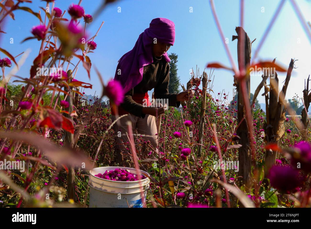 On November 4, 2023, in Bhaktapur, Nepal. Women pluck "makhmali flower ...