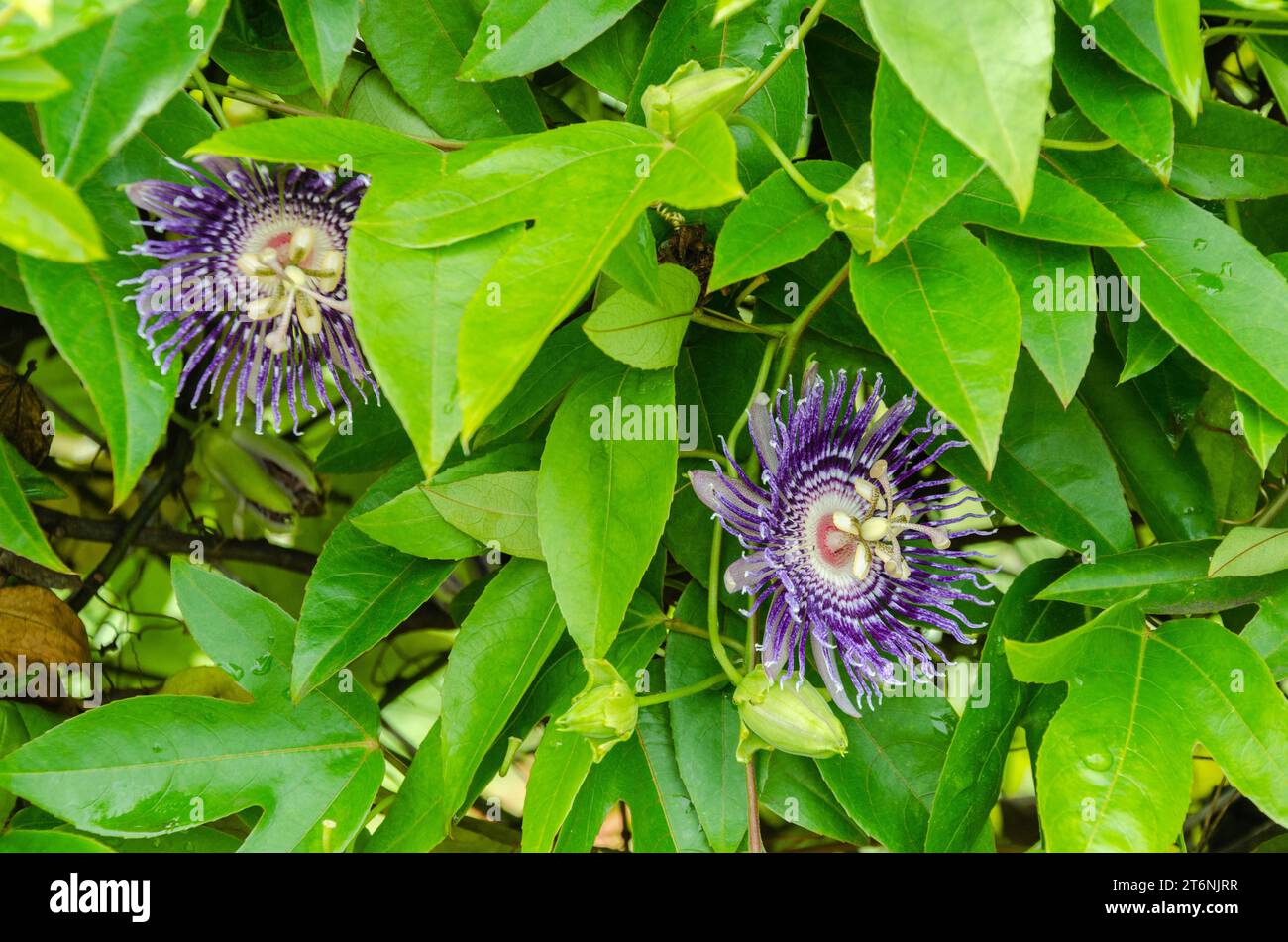 Krishna kamal hi-res stock photography and images - Alamy