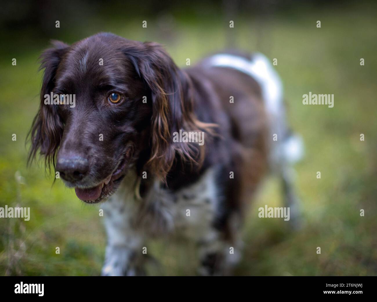 Kleiner Münsterländer Jagdhund Hundeportrait / Natur Wald Baum Herbst ...