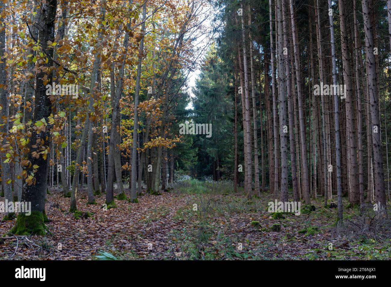 Ein Waldweg trennt die Laubbäume von den Nadelbäumen / Mischwald Laub ...