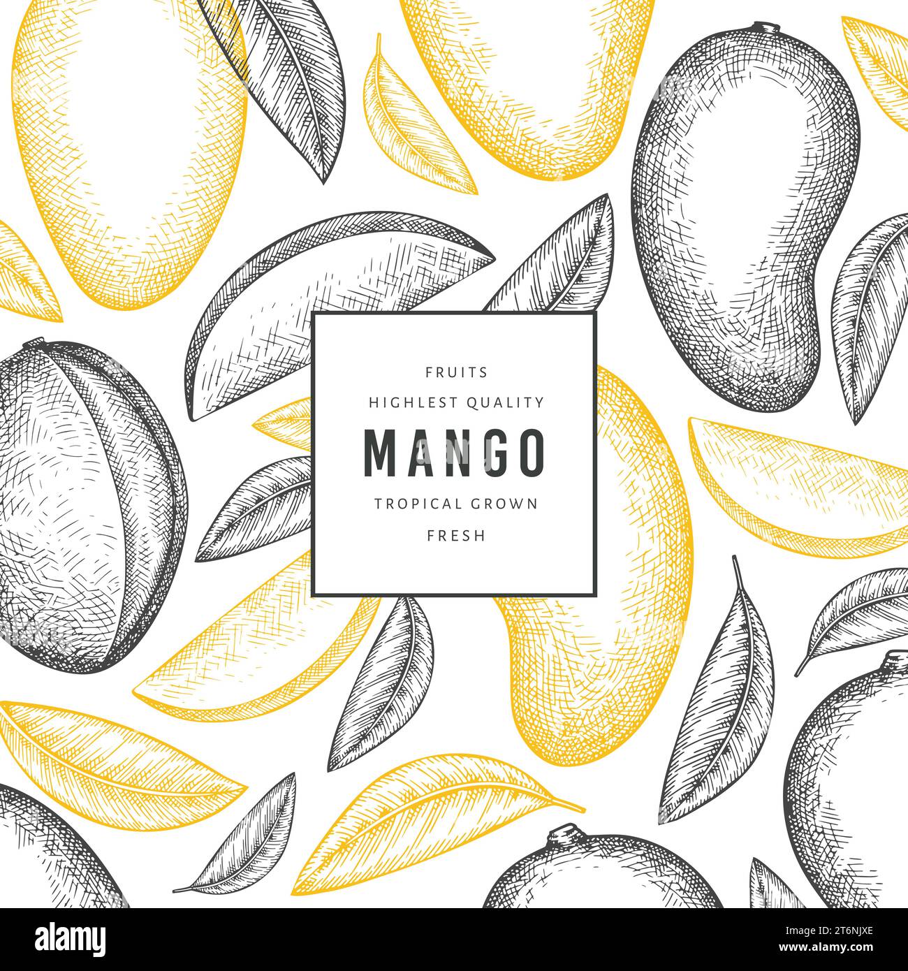 Hand drawn sketch style mango banner. Organic fresh fruit vector ...