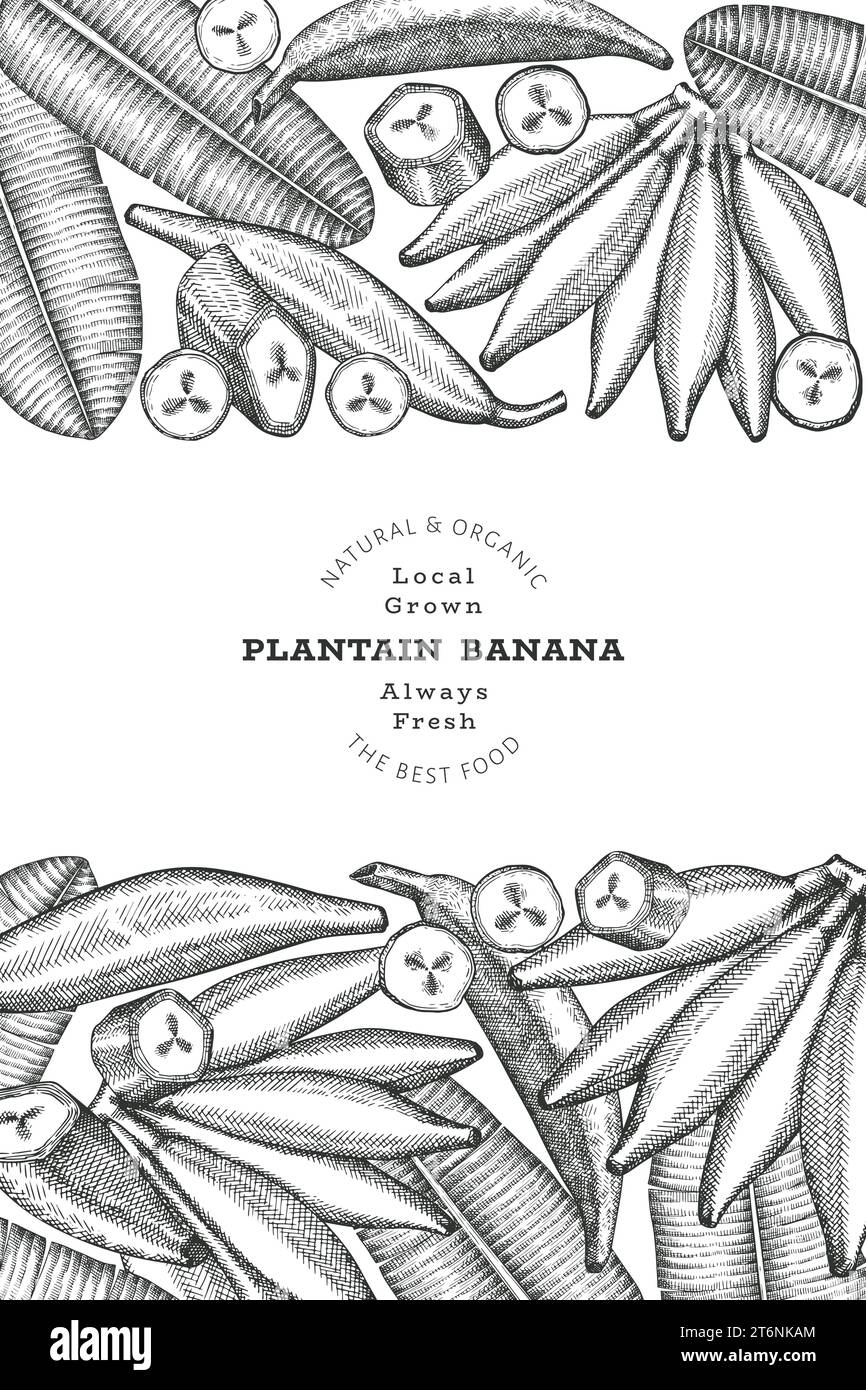 Hand drawn sketch style plantain banner. Organic fresh fruit vector ...