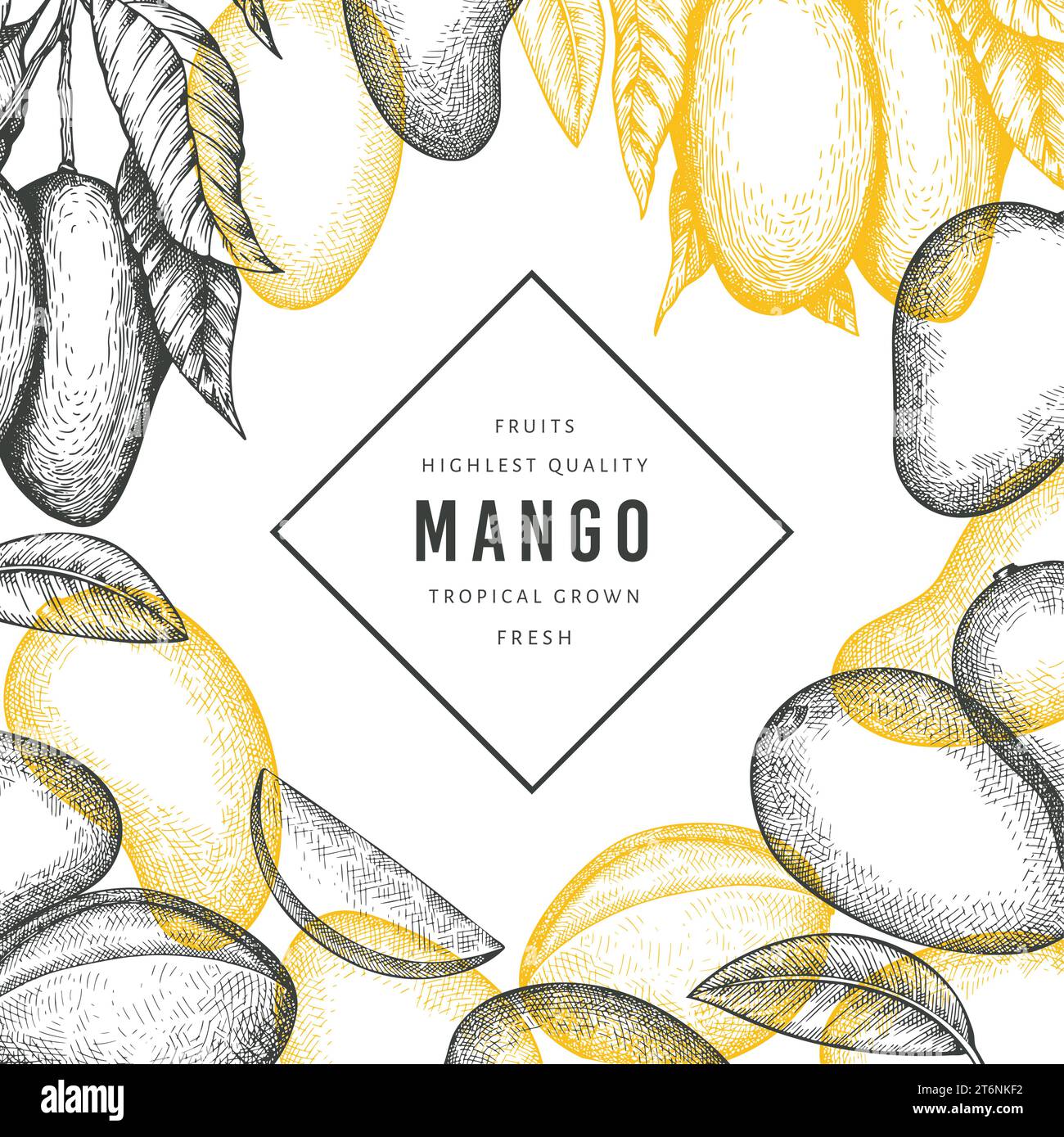 Hand drawn sketch style mango banner. Organic fresh fruit vector ...