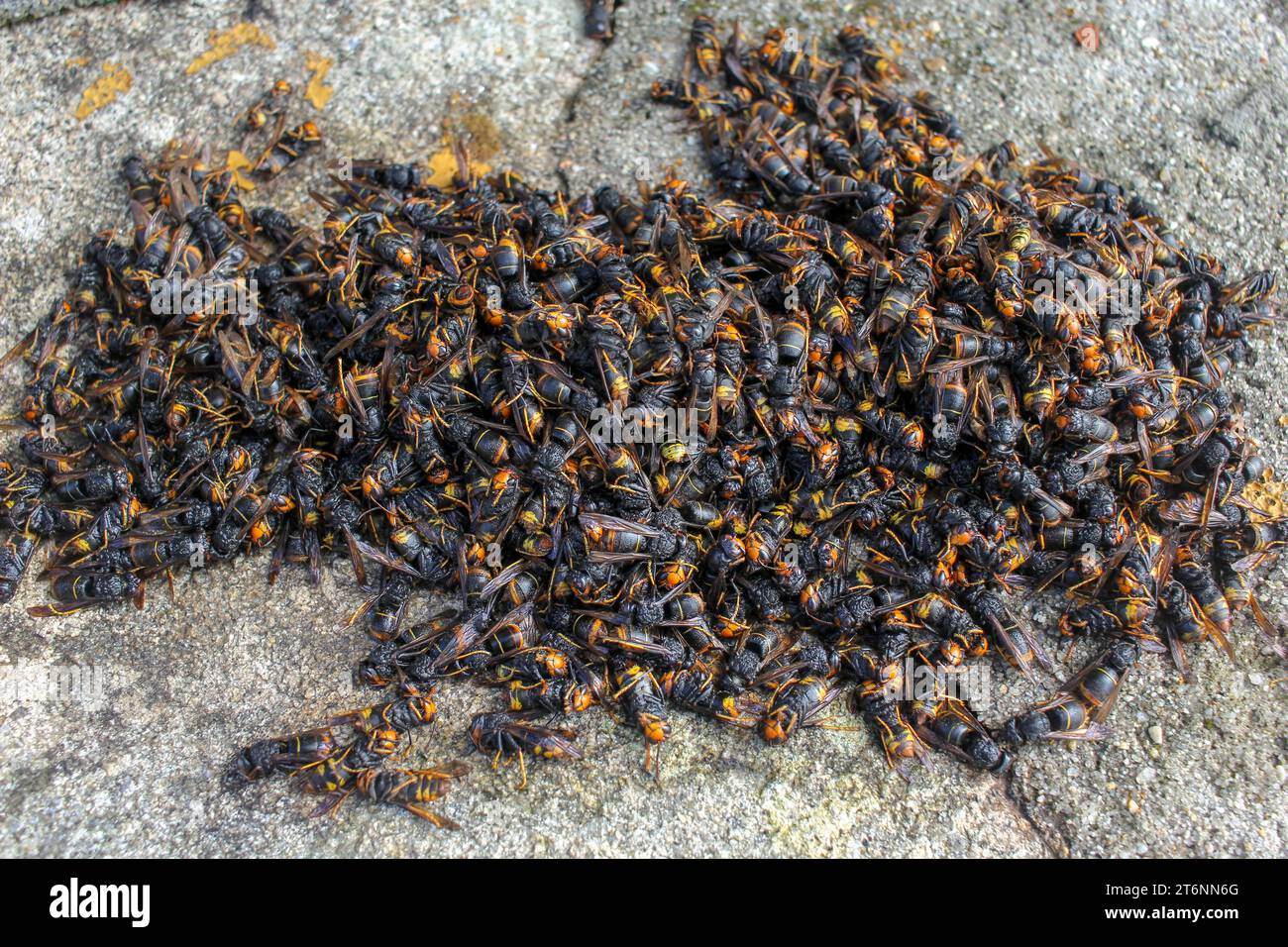 a large group of dead asian hornets after they fell in a trap Stock ...