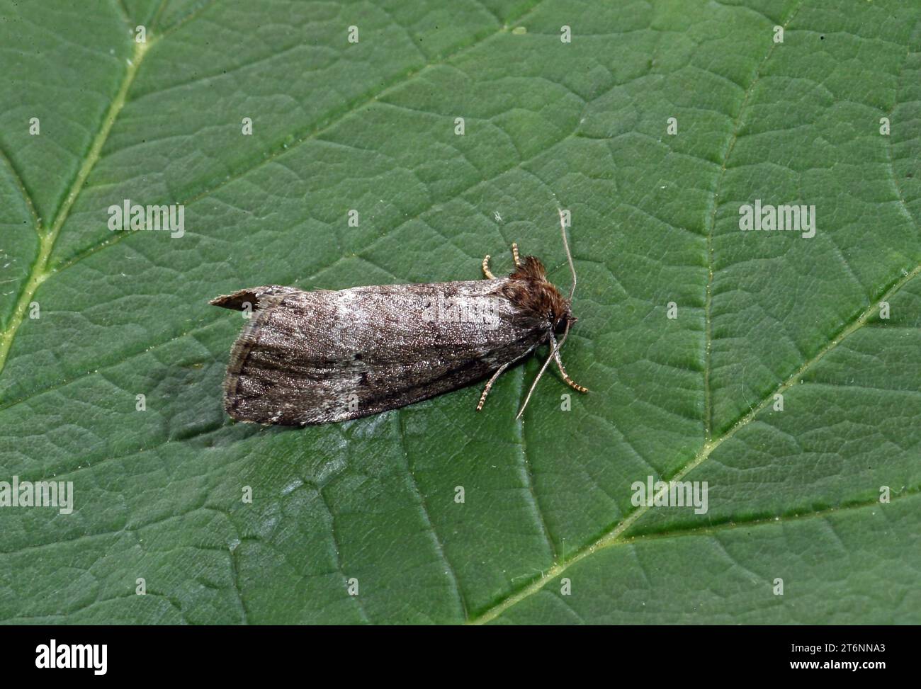 Common Lutestring moth (Ochropacha duplaris) adult at rest on leaf ...