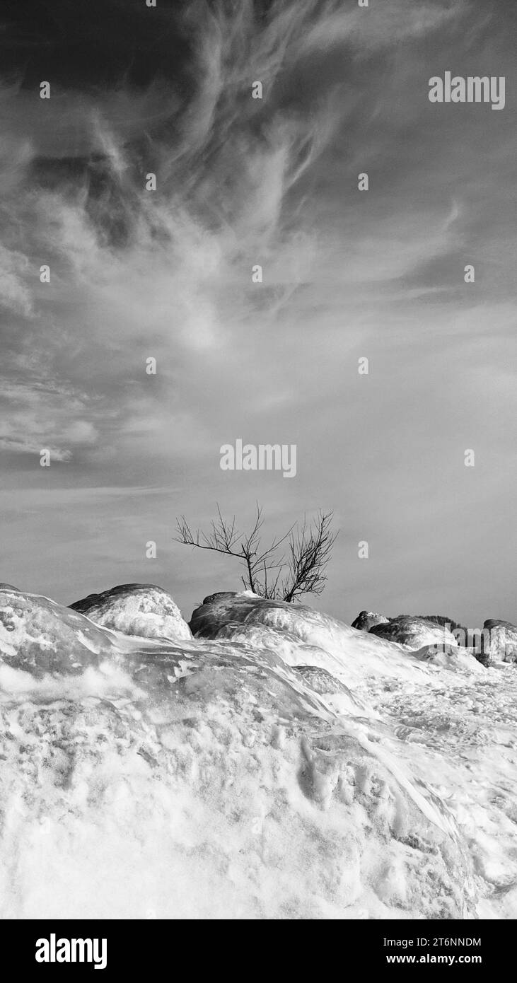 Dwarf blue Black and White Stock Photos & Images - Alamy