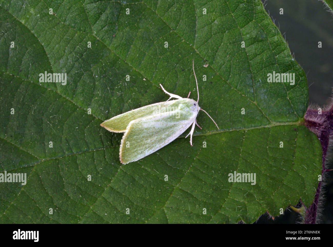 Pea moth hi-res stock photography and images - Alamy