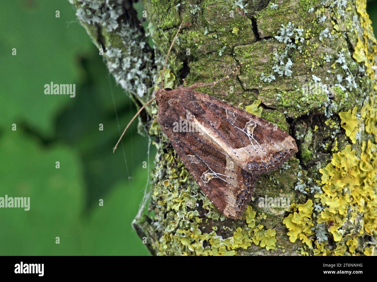 The Crescent moth (Celeana leucostigma) (ab.fibrosa) adult of form ...