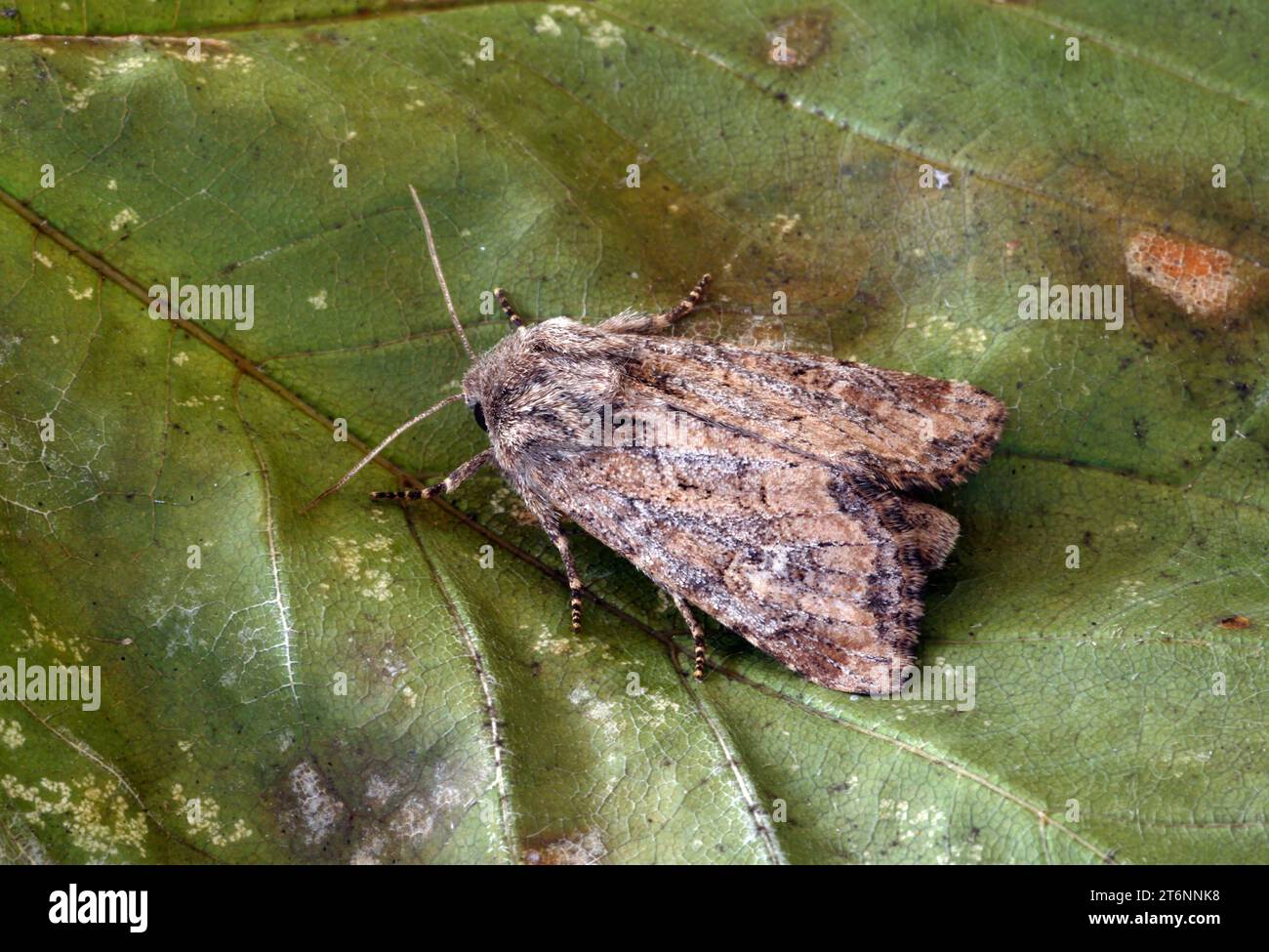 Crescent Striped moth (Apamea oblonga) adult at rest on leaf Eccles-on ...