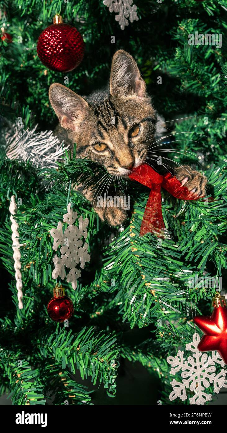 A cute kitty the allure of the Christmas tree, playfully breaking some ...