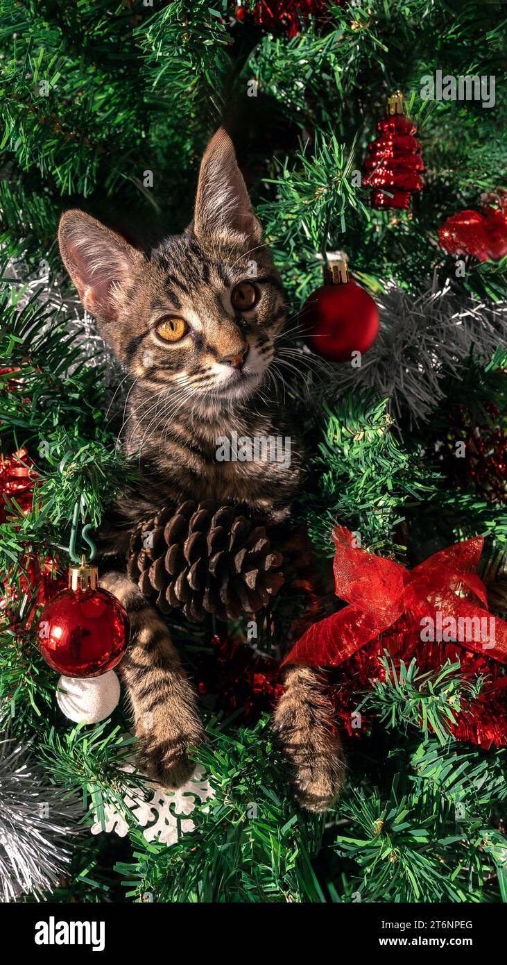 Cat destroys christmas tree hi-res stock photography and images - Alamy