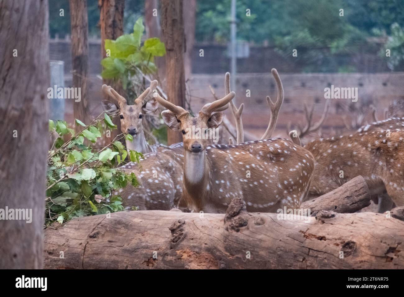 Kuturi Deer Park, Daspalla. The sanctury is home to Spotted deer ...