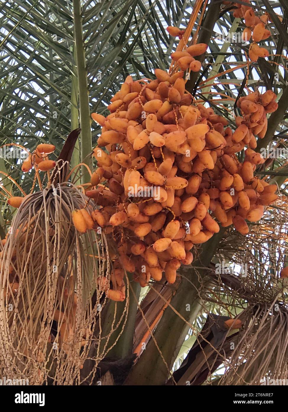 Finnish tree with fruits. Date palm. Bunny fruits. Against the ...
