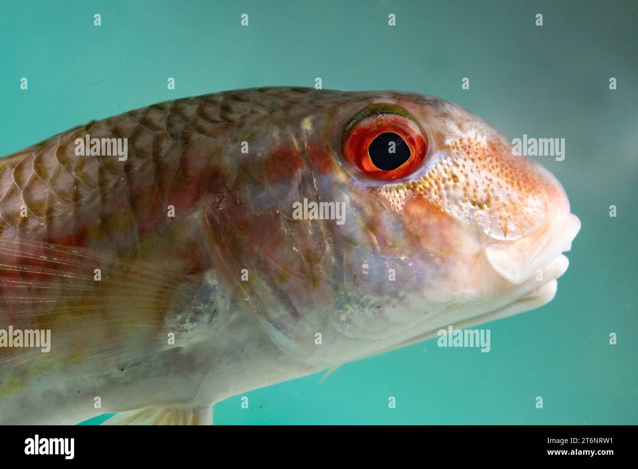 Mullet head hi-res stock photography and images - Alamy