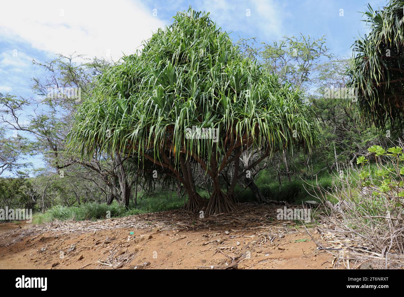 Several large Screwpine Trees growing together in the Koko Crater ...