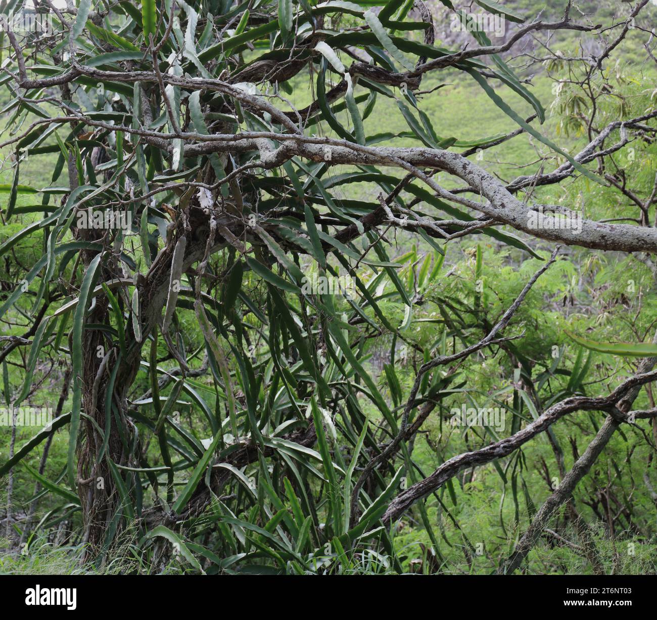 Dragon Fruit cacti growing over and attached to the trunk and branches ...