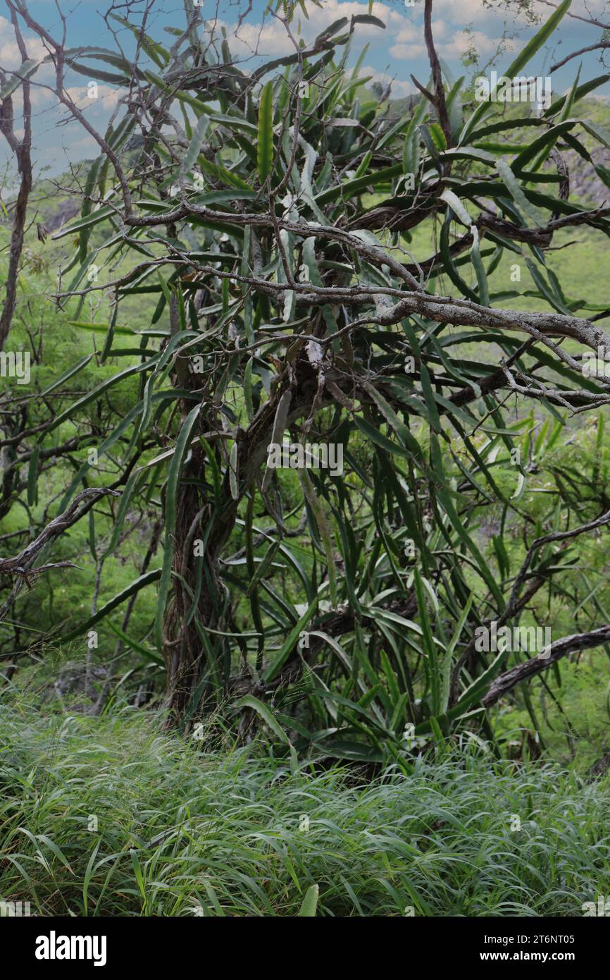 Dragon Fruit cacti growing over and attached to the trunk and branches ...