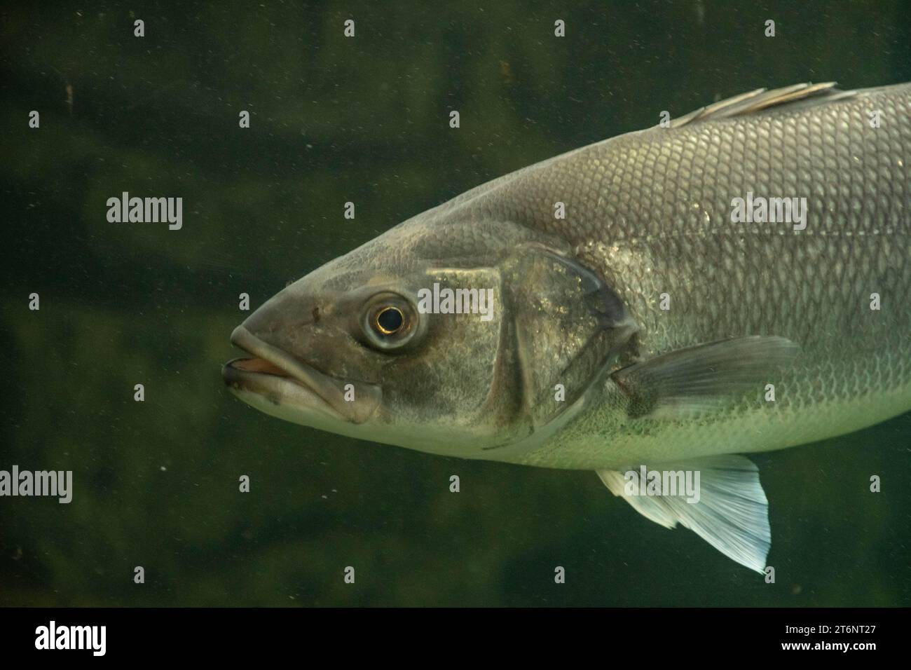 adult european bass in aquarium Stock Photo - Alamy