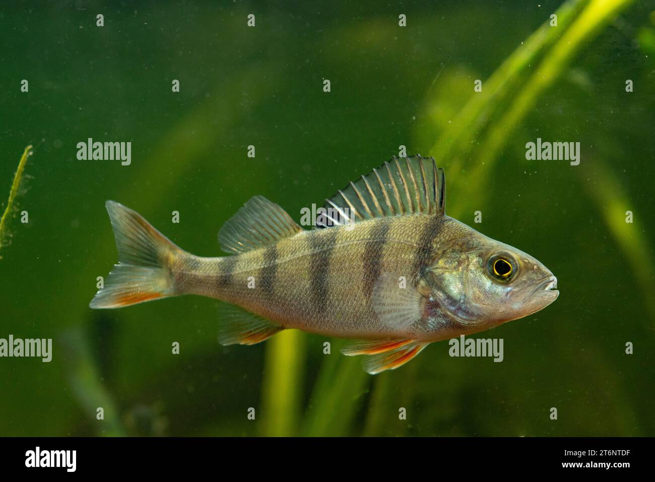 Midwater fish hi-res stock photography and images - Alamy