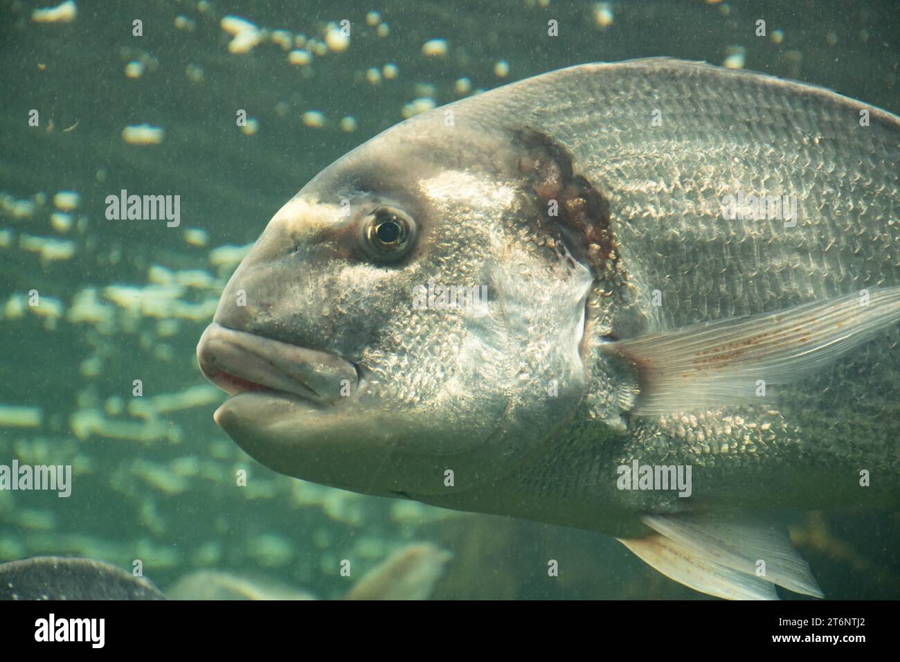 gilthead bream in a large aquarium Stock Photo - Alamy